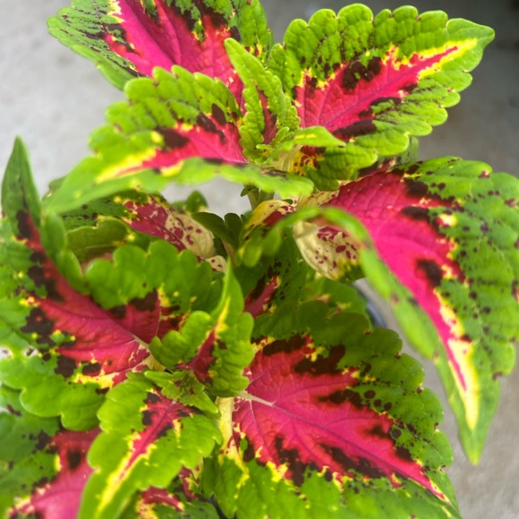 Other | Sun Coleus | Poshmark